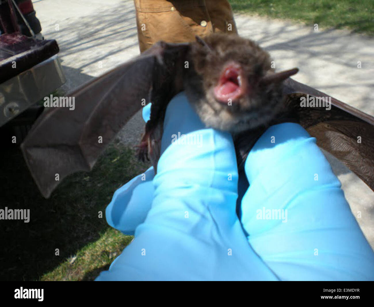 The Indiana bat, an endangered species protected under the Endangered ...