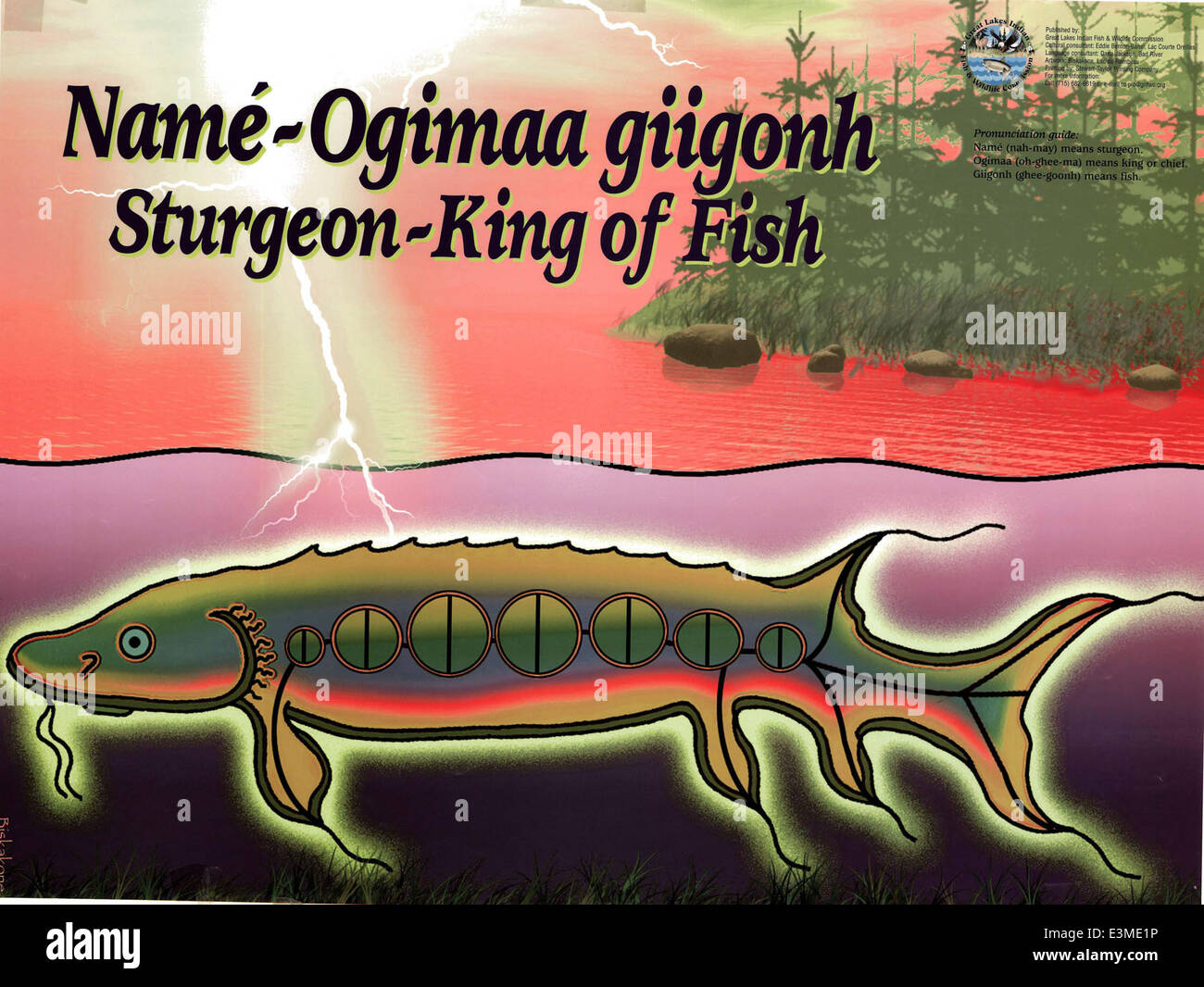The King of Fish, often referred to as the Chinook Salmon, is known for ...