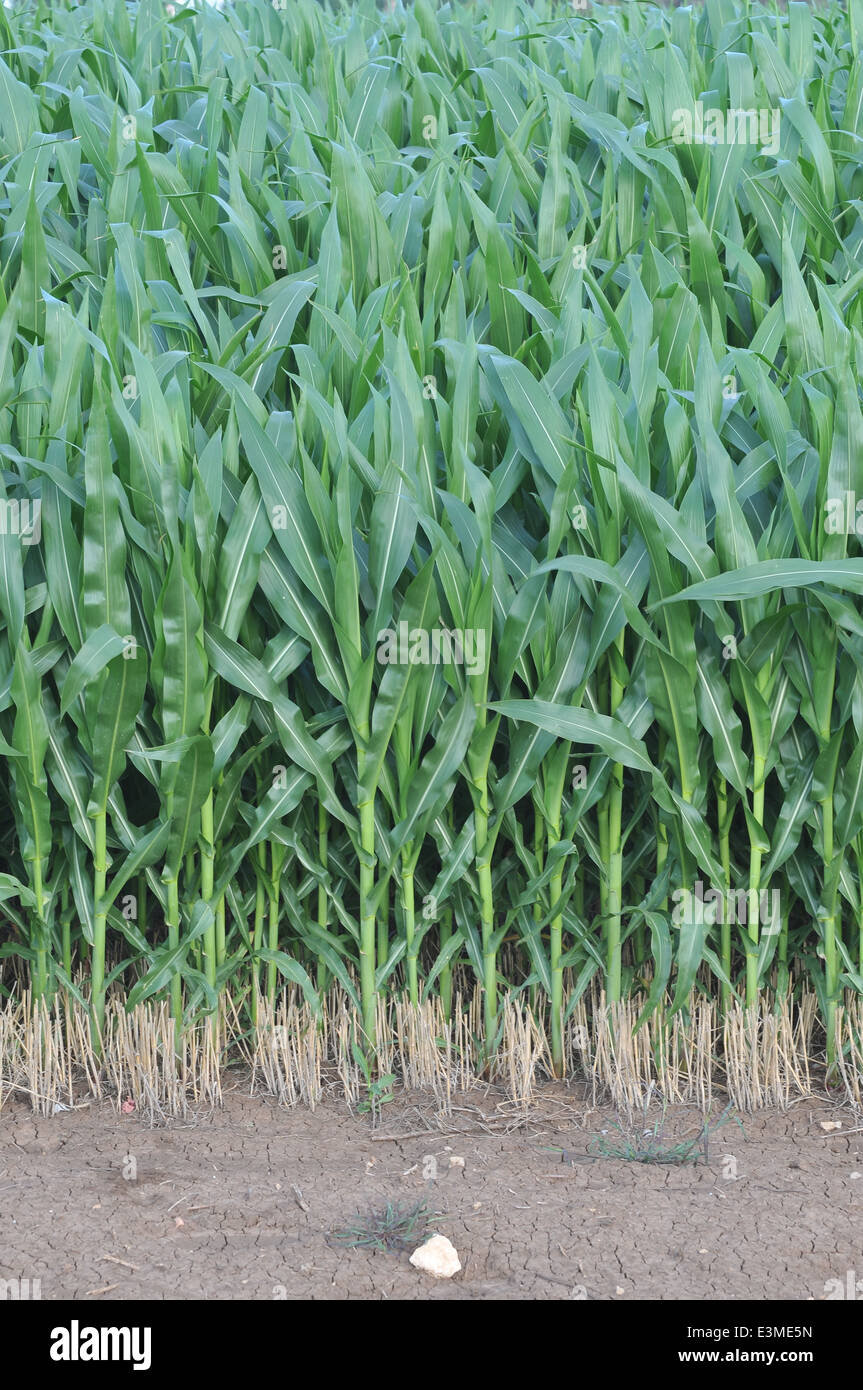 Corn field. Photographed in Haifa Bay, Israel Stock Photo - Alamy