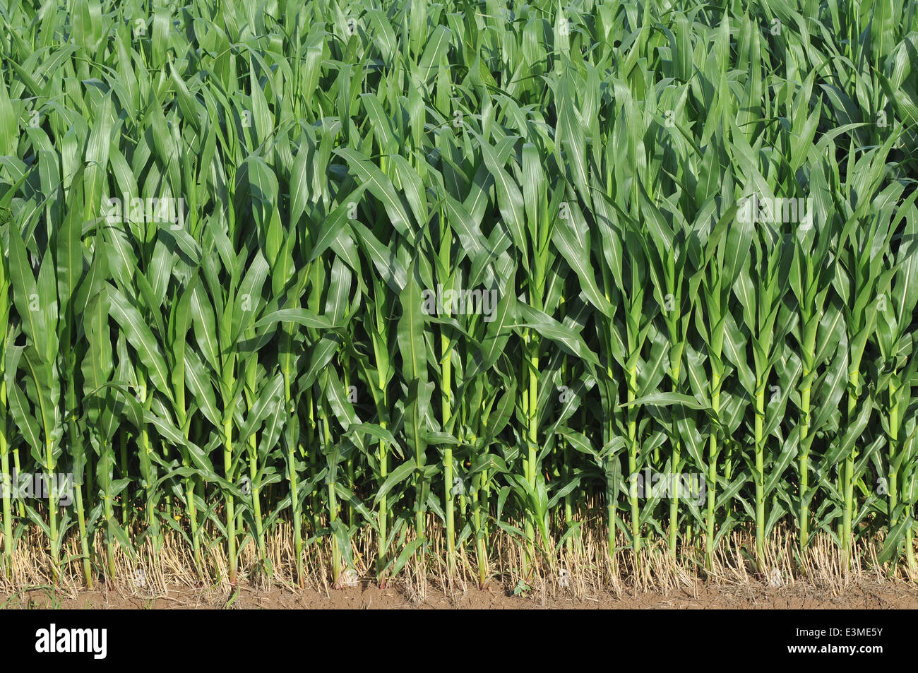 Corn field. Photographed in Haifa Bay, Israel Stock Photo - Alamy