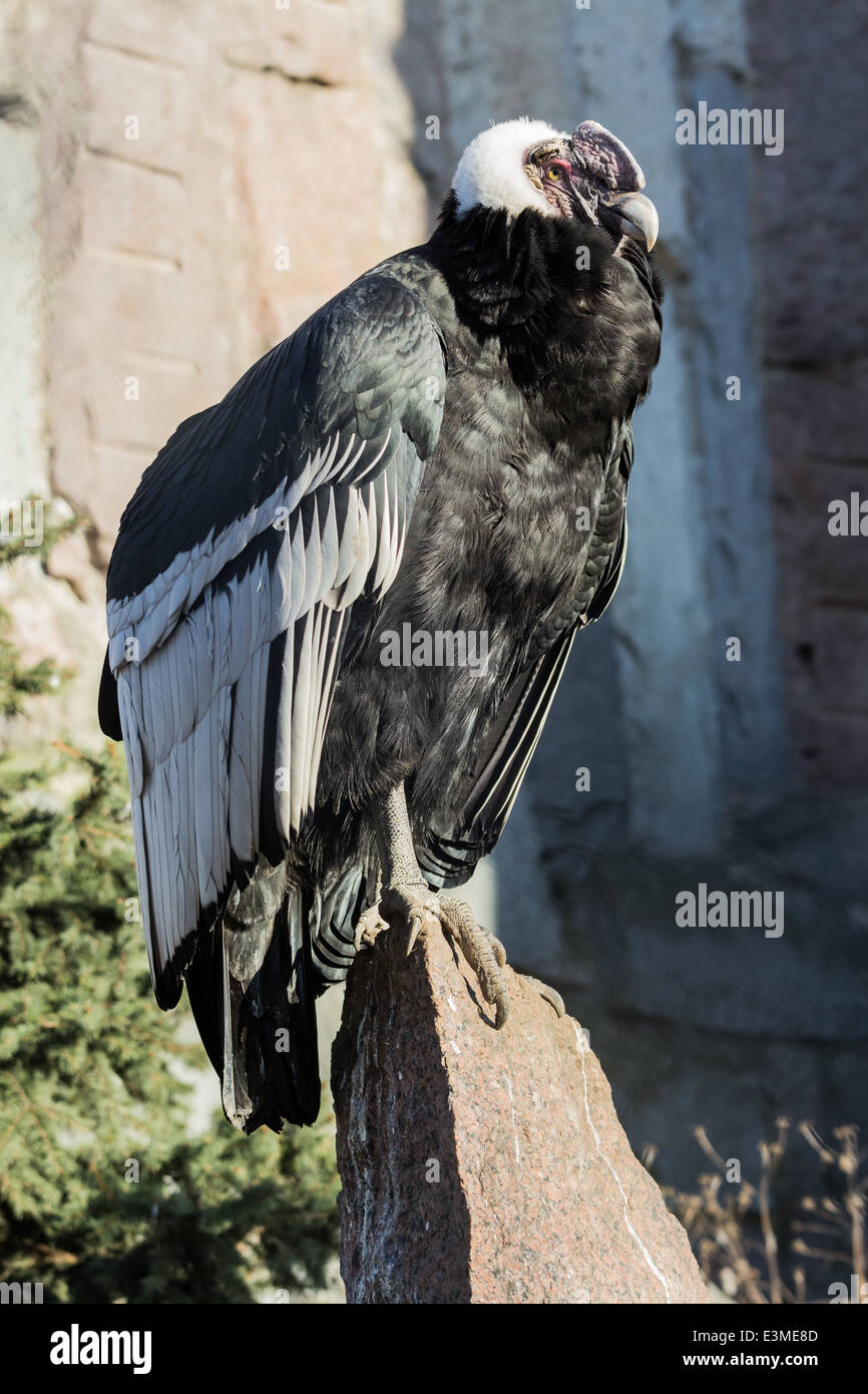 Andean Condor sitting on a rock in full growth basking in the sun Stock ...
