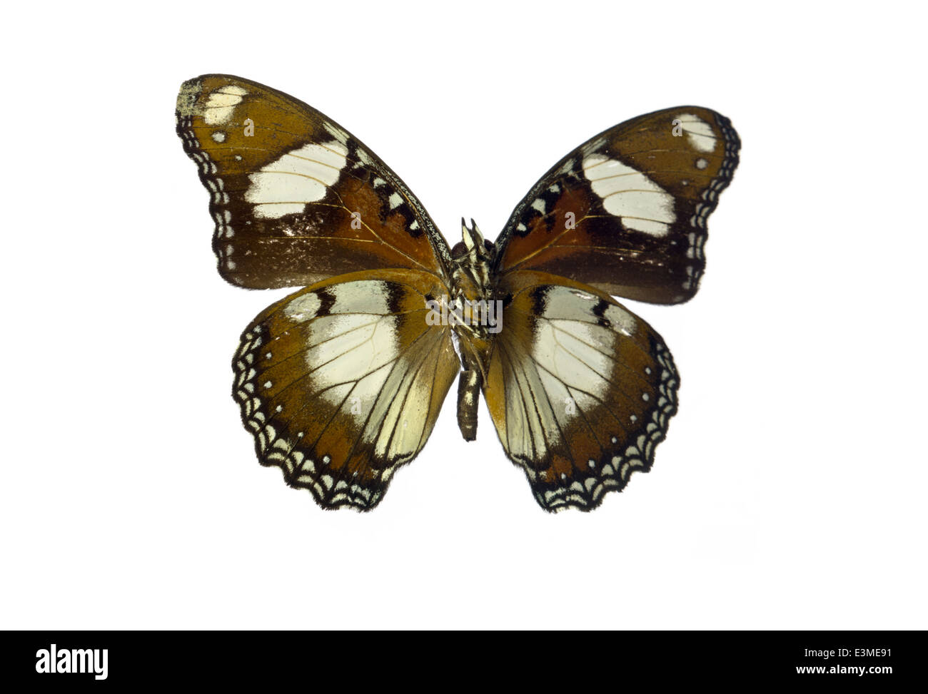 Lepidoptera; Nymphalidae; Hypolimnas misippus; Linnaeus 1764; Dagald ...