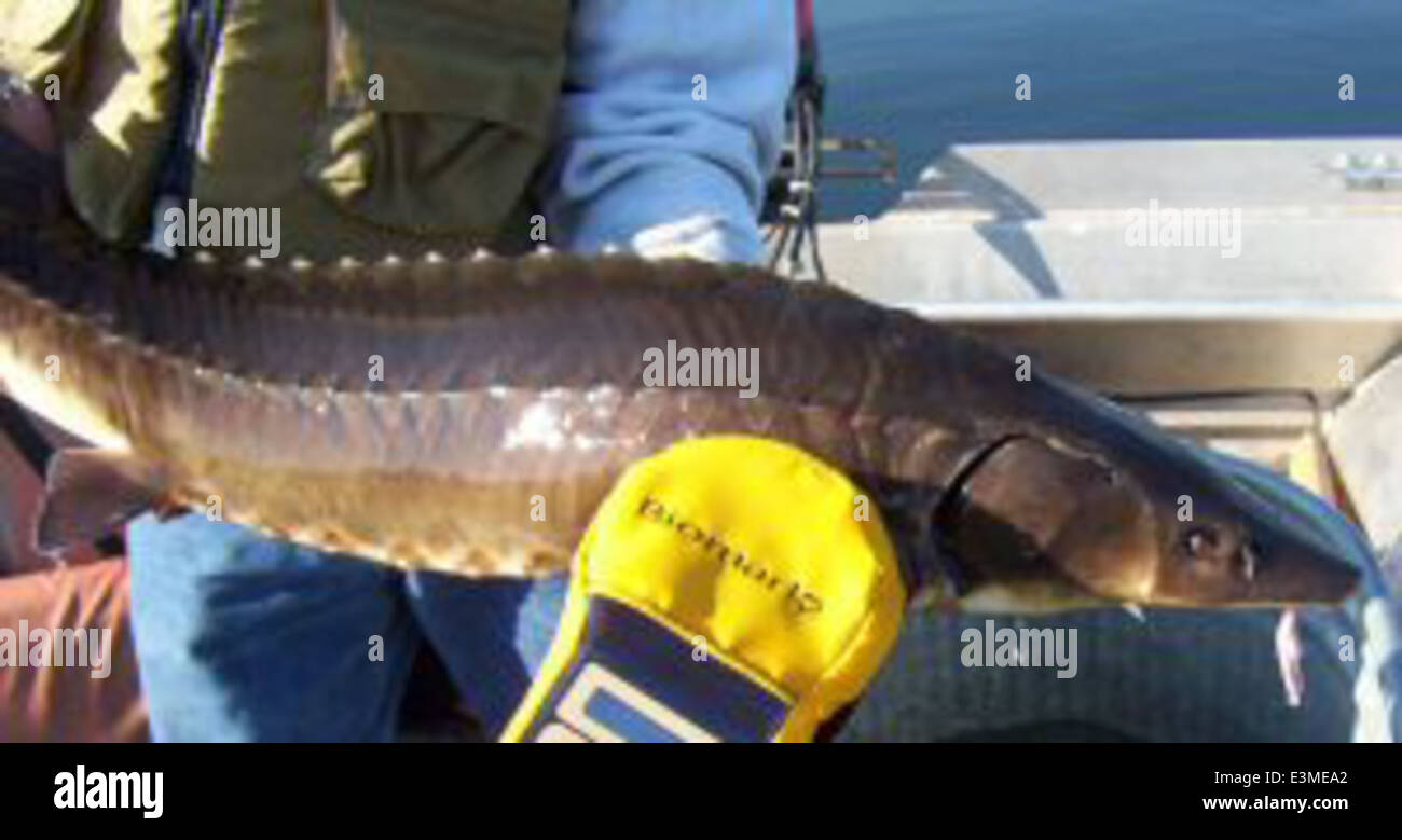 Lake sturgeon monitoring programs help track the populations and health ...