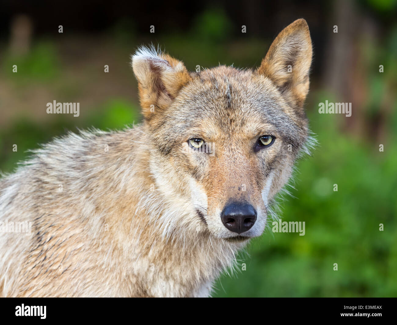 Trasings Wolves Faces