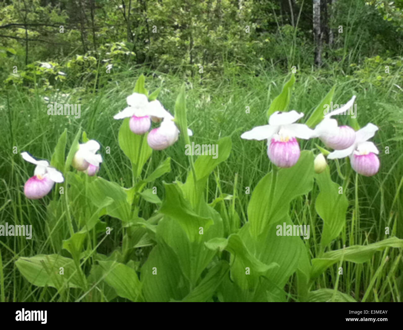 Orchids are native to many regions of America's Great Outdoors Lands ...