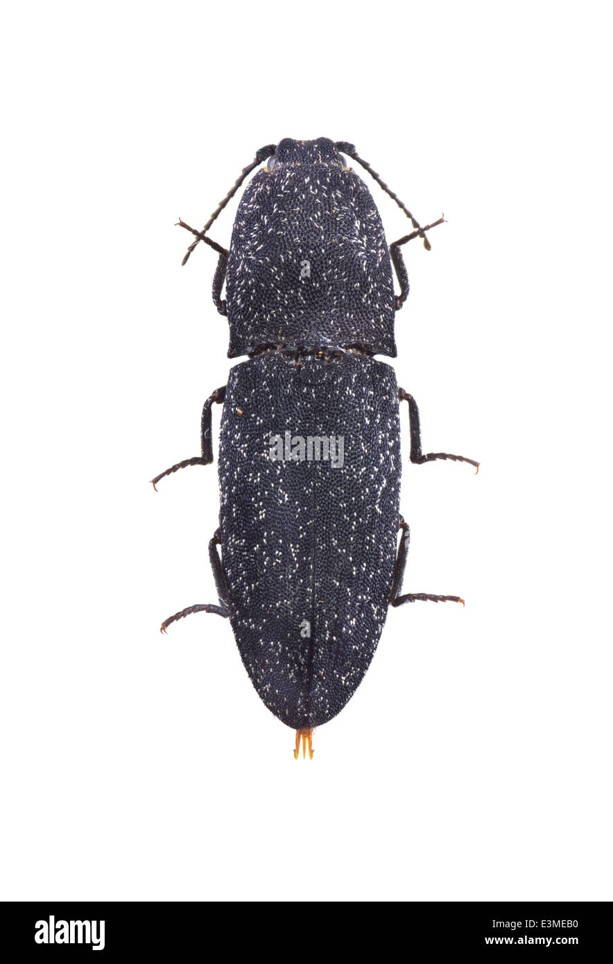 Coleoptera; Elateridae; Lacon punctatus; Herbst 1779; Click beetle ...