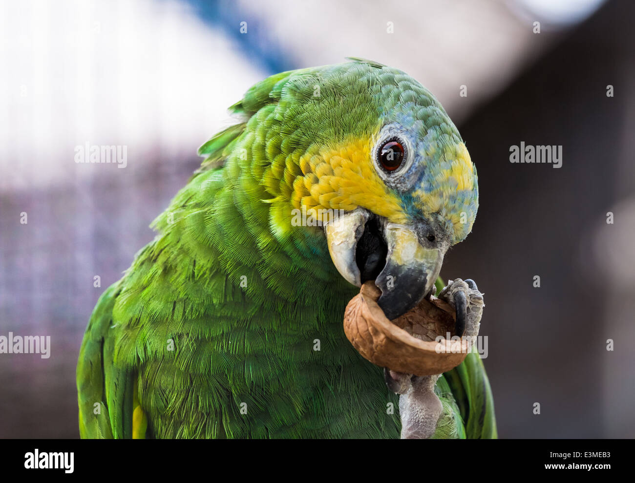 Animal shells field animal shell hi-res stock photography and images ...