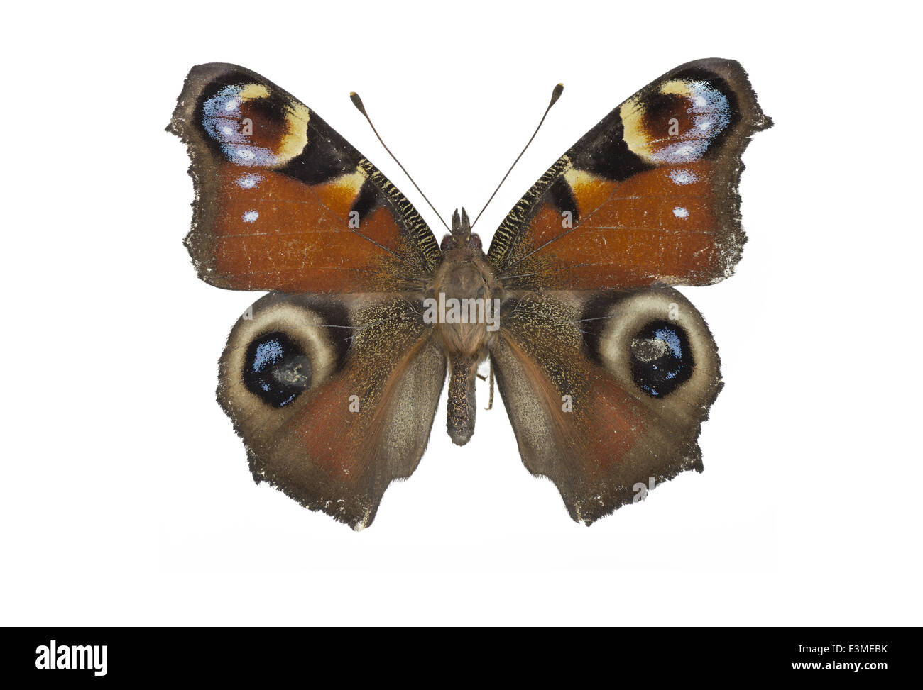 Lepidoptera; Nymphalidae; Inachis; Linnaeus 1758; Peacock butterfly ...