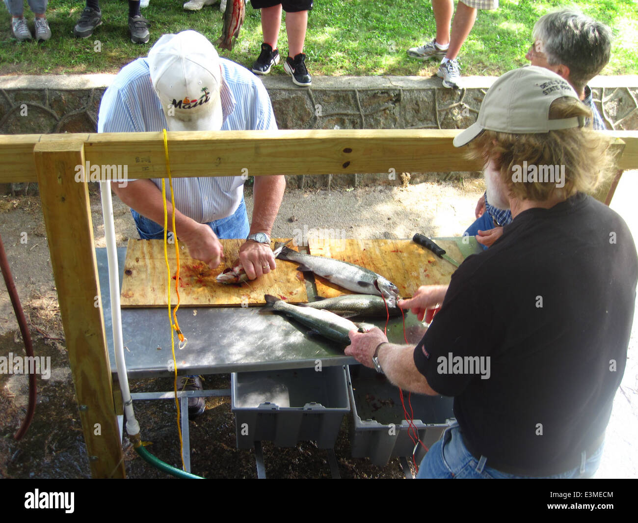Fish fry and hatchery hi-res stock photography and images - Alamy
