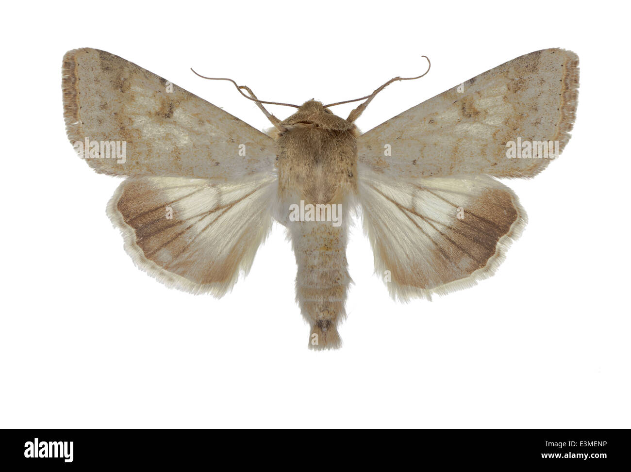 Lepidoptera; Noctuidae; Heliothis armigera; Hübner 1805; Cotton ...