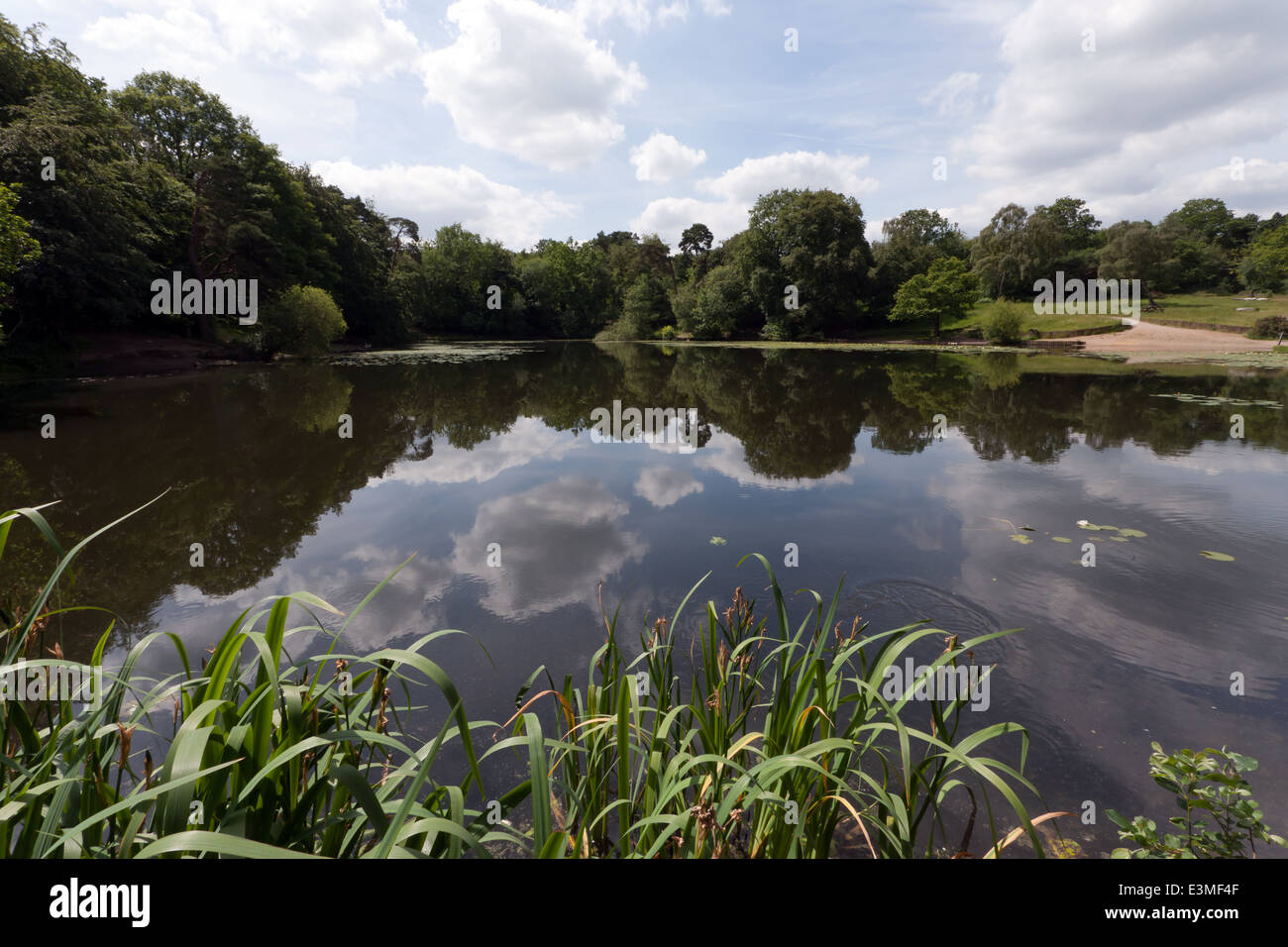 View of Keston Ponds nature reserve, Bromley, Kent Stock Photo - Alamy