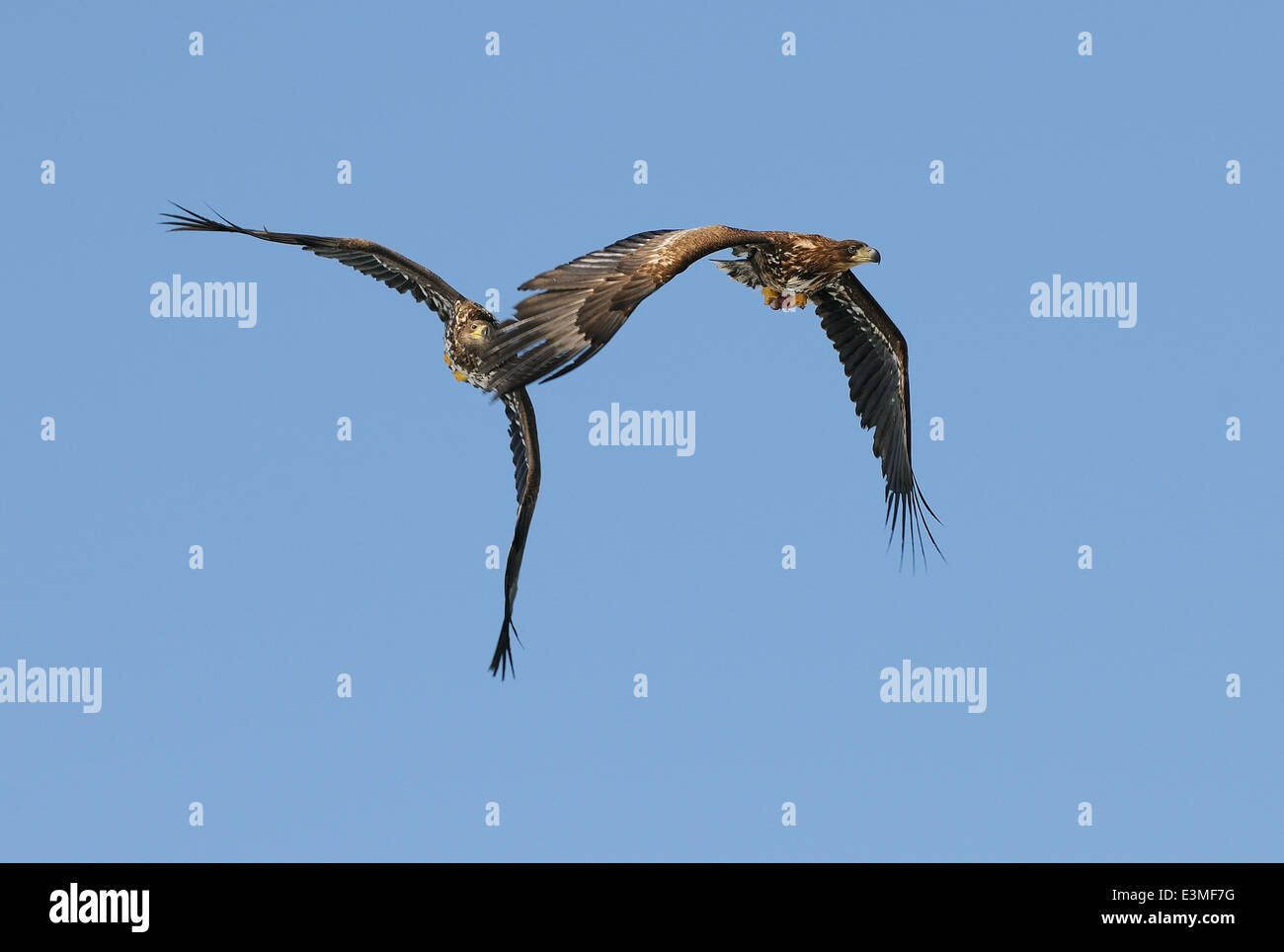 White tailed sea eagles iceland hi-res stock photography and images - Alamy