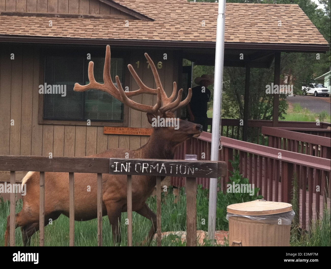 In 2011, an elk visited the Tusayan Ranger District Office in the ...
