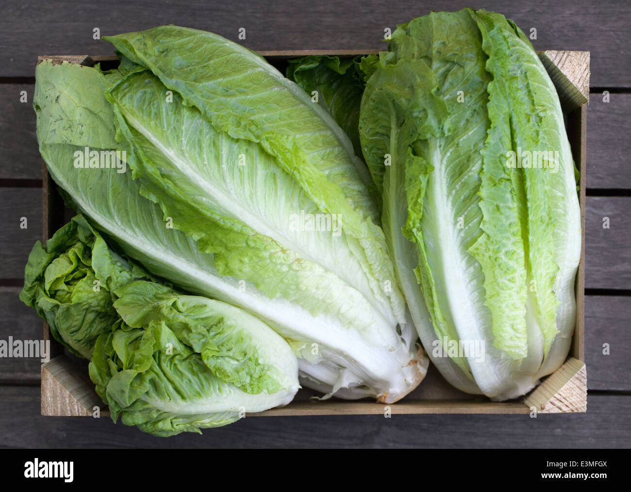 Lechuga romana hi-res stock photography and images - Alamy