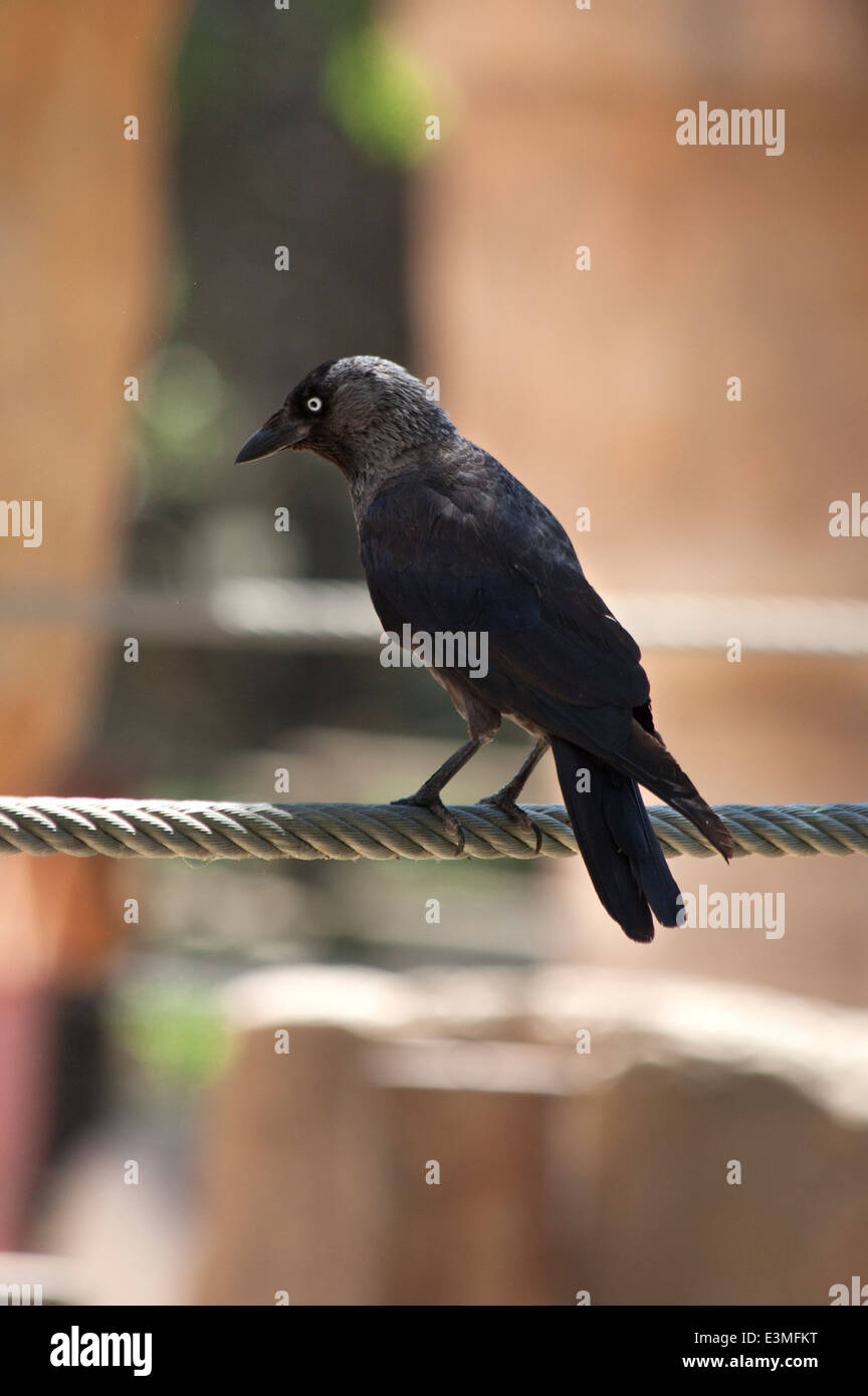 Black crow on rope hi-res stock photography and images - Alamy