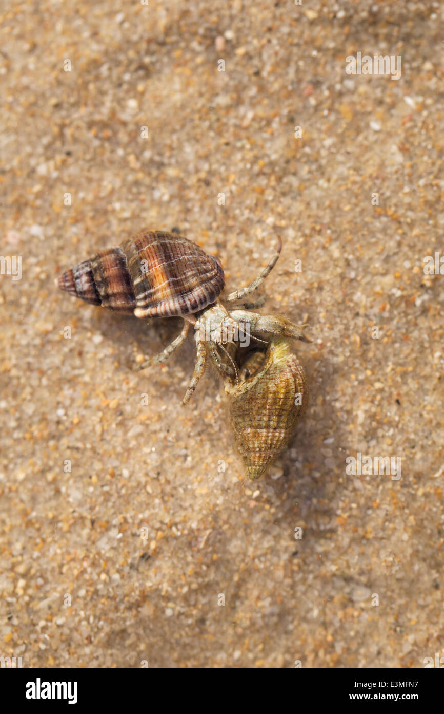 Small hermit crab looking for a new shell to live into Stock Photo - Alamy