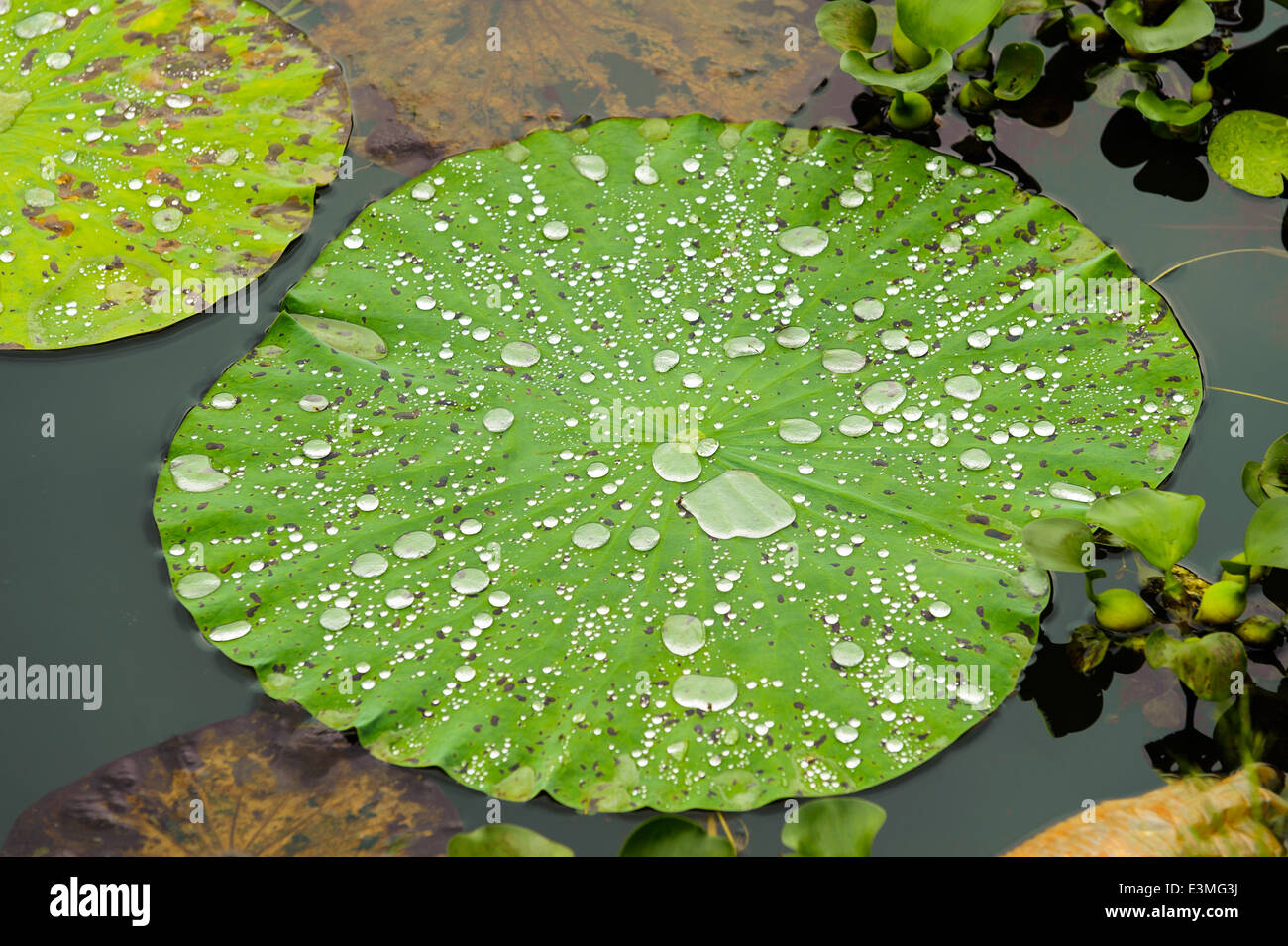 lotus flower leaf with water drops on Pokhara lake Nepal Stock Photo ...