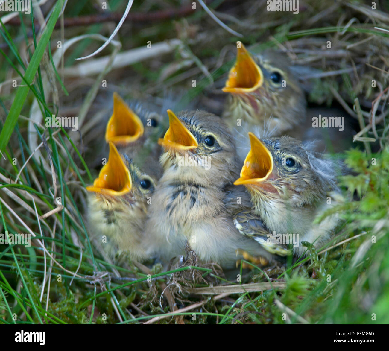 Willow warbler chicks (Phylloscopus trochilus) calling out for their ...