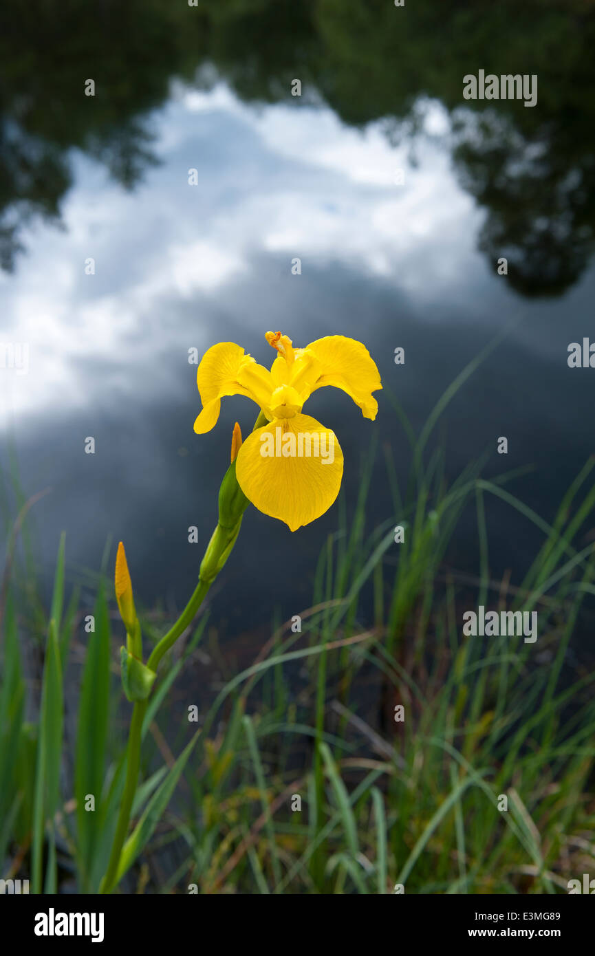 Water flag is a species in the genus iris hi-res stock photography and ...