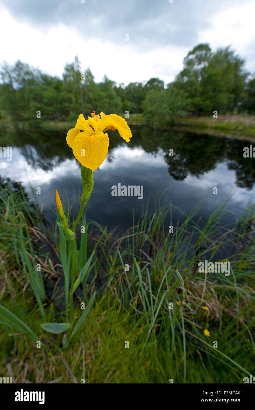 Water flag is a species in the genus iris hi-res stock photography and ...
