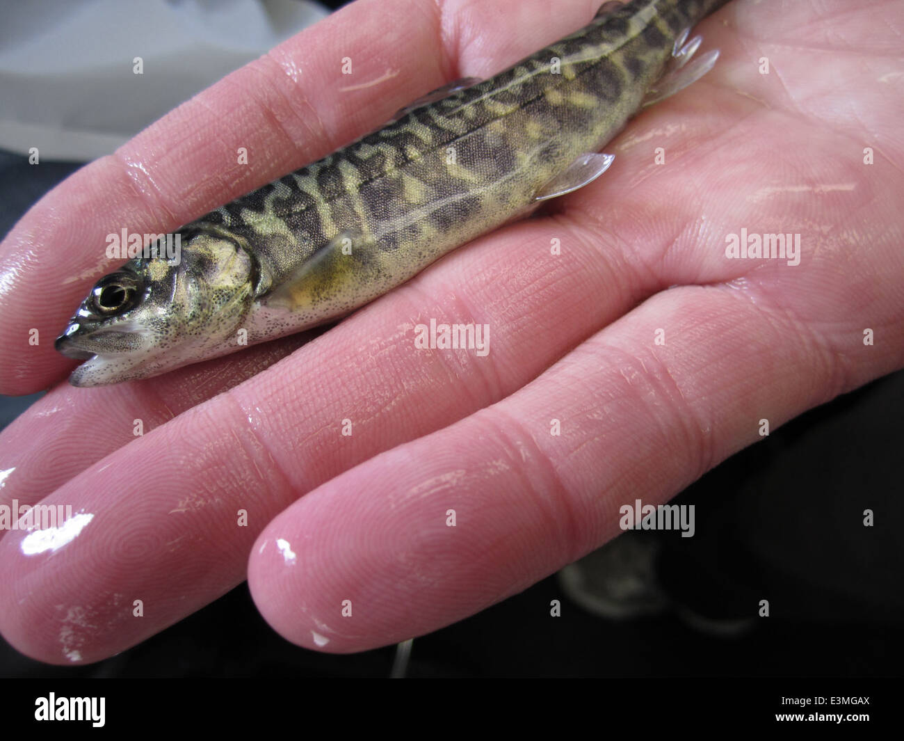 The Mass Marking initiative focuses on tagging large numbers of fish ...