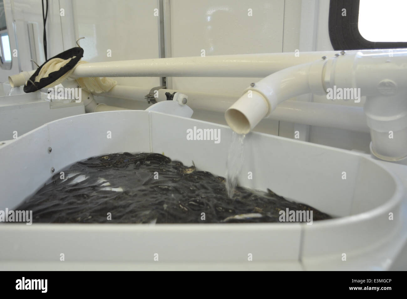 Mass marking is a technique used to identify individual fish or ...