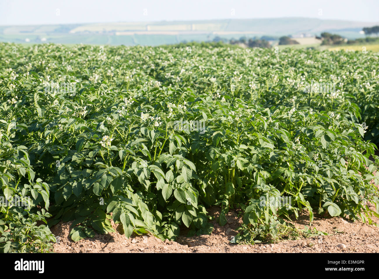 Potato plants growing on farmland in Devon England UK Stock Photo - Alamy