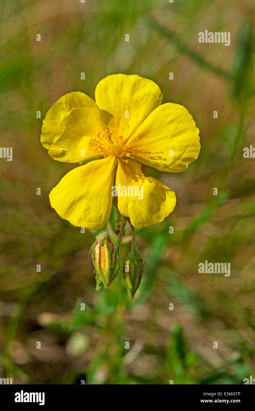 Common Rock-rose Helianthemum nummularium Stock Photo - Alamy