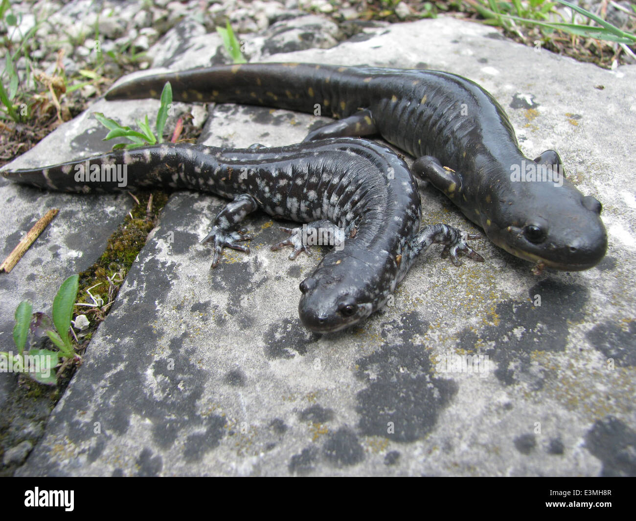 Mole salamanders hi-res stock photography and images - Alamy
