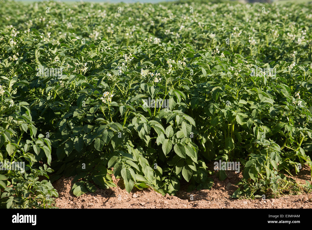 Potato plants growing on farmland in Devon England UK Stock Photo - Alamy