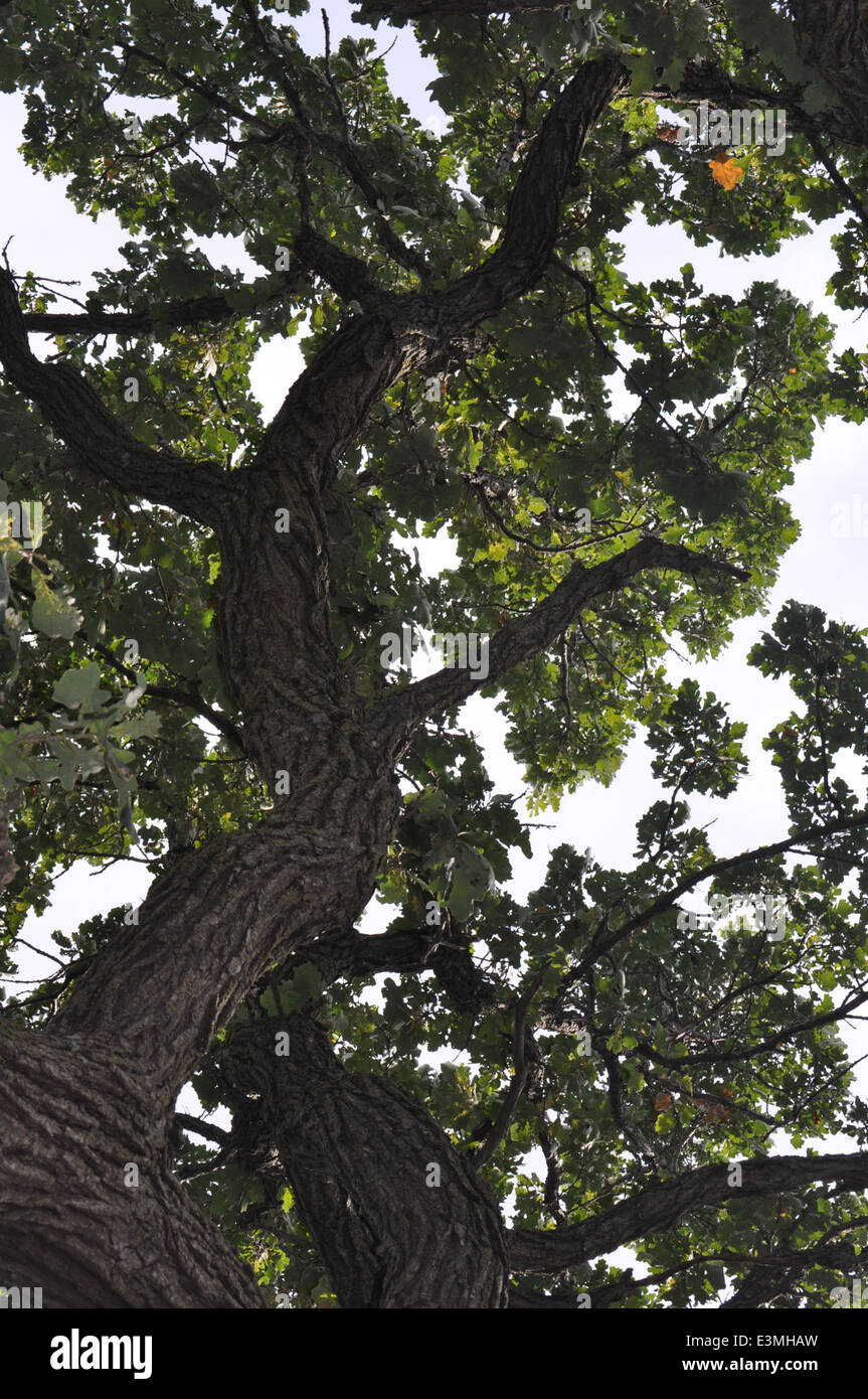 The oak ecosystem at the Prairie Wetlands Learning Center in Minnesota ...