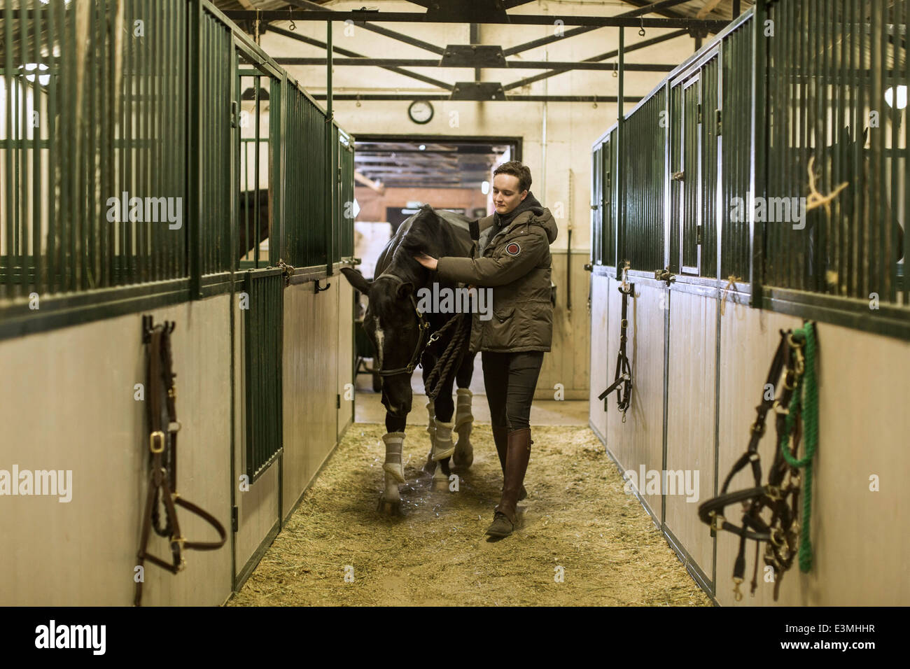 Full length of young man walking with horse in stable Stock Photo - Alamy