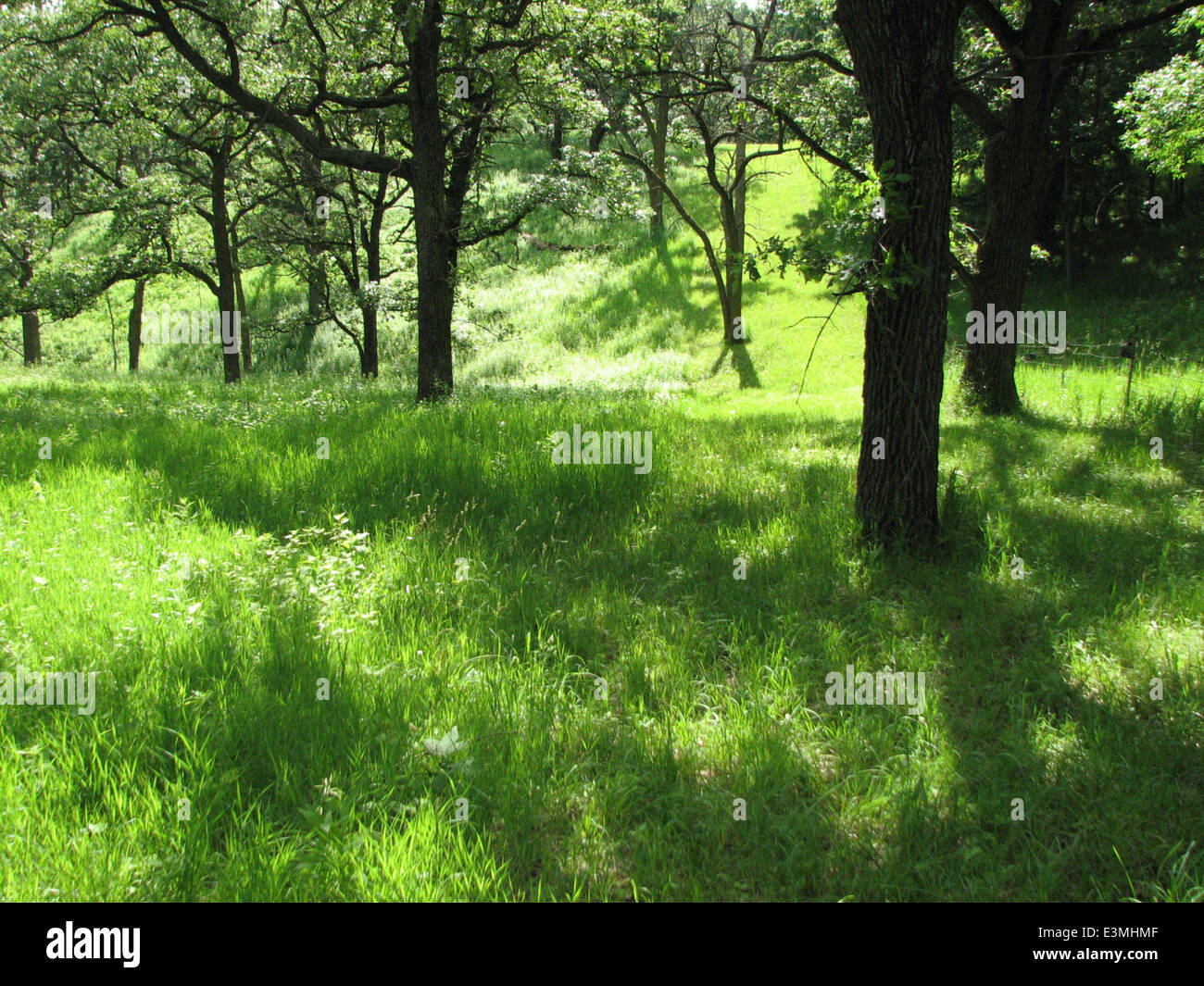 The open woodlands of Iowa, showcasing the diverse ecosystem and ...