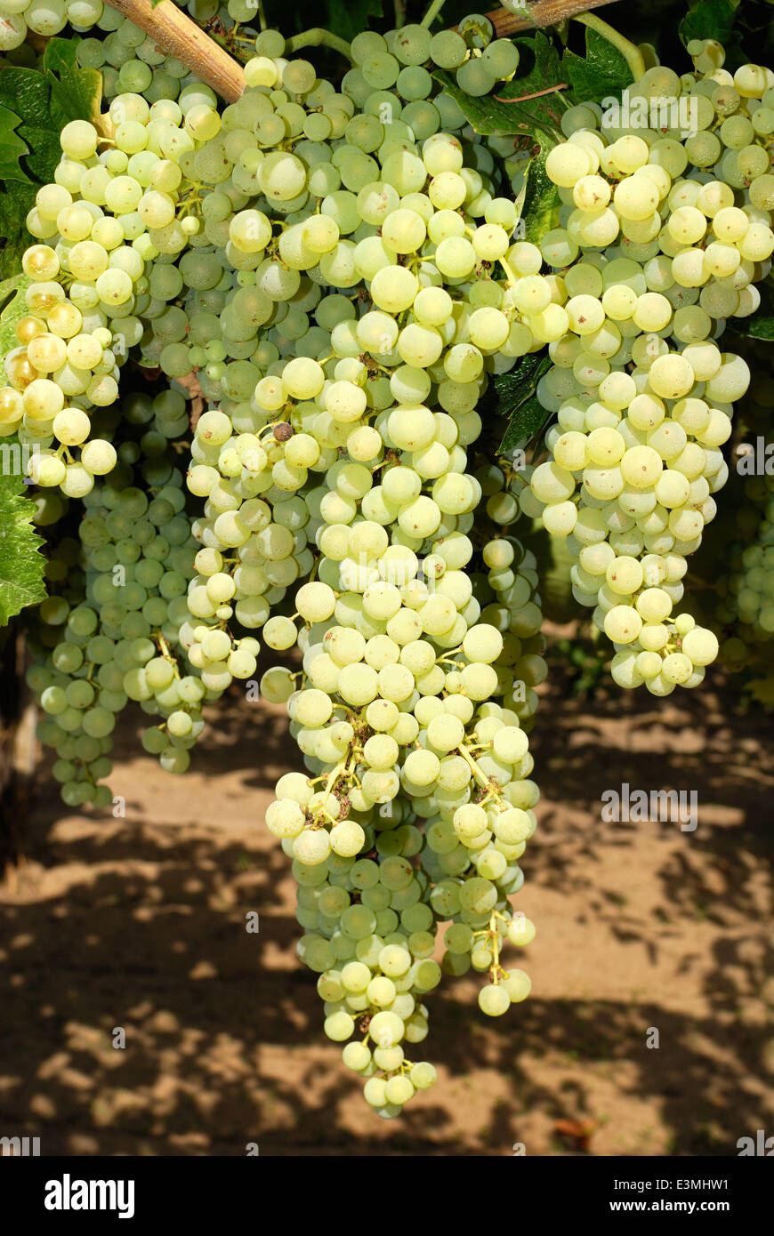 Grapes in a vineyard in Italy Stock Photo - Alamy