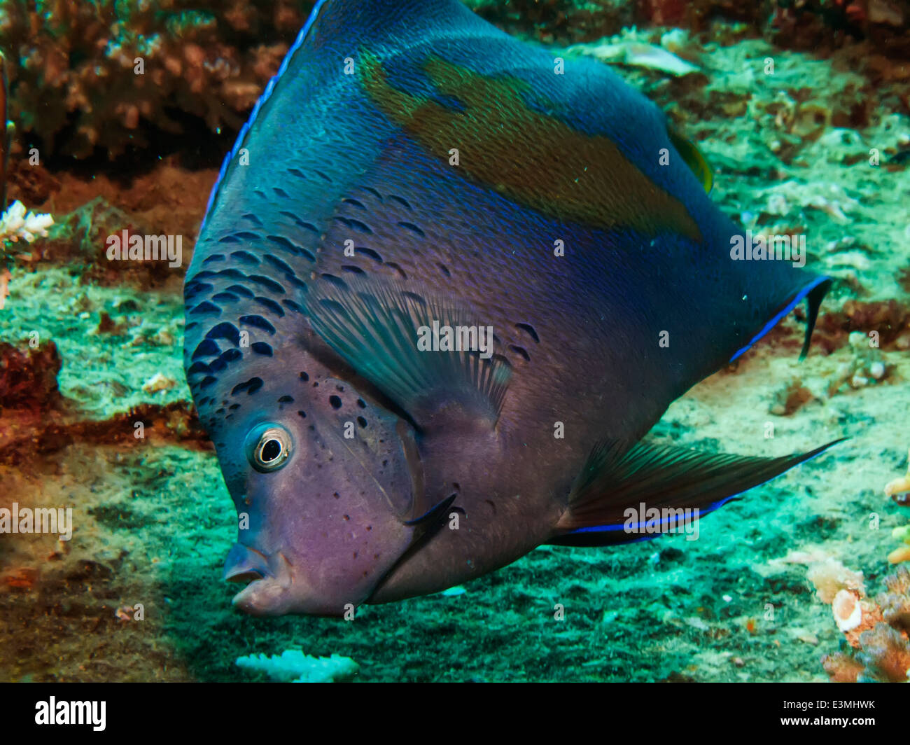 Yellowbar Angelfish (Pomacanthus maculosus Stock Photo - Alamy