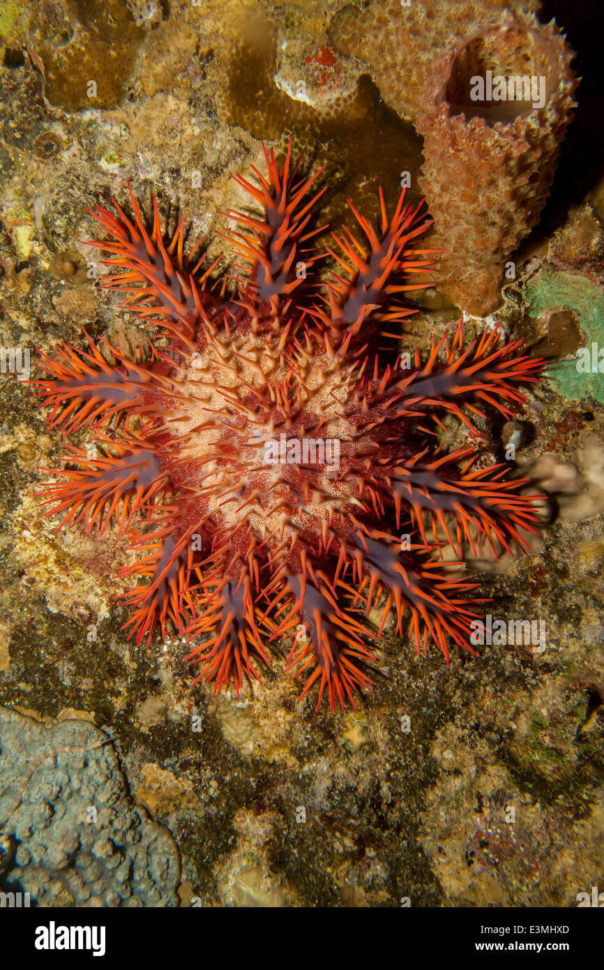 Crown of Thorns starfish Stock Photo - Alamy