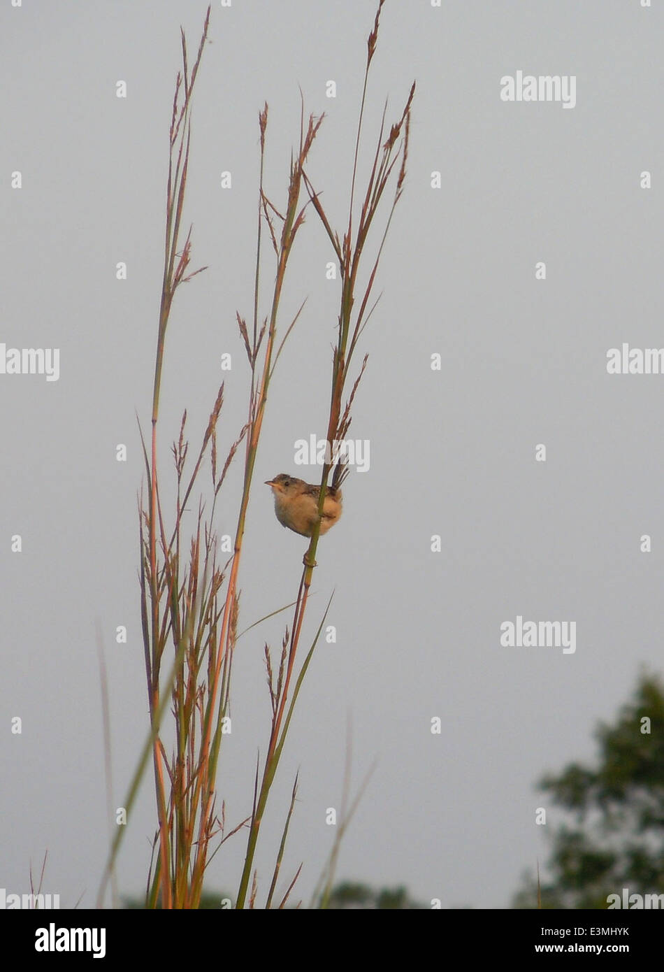 A young sedge wren perches on big bluestem grass at Horseshoe Bend ...