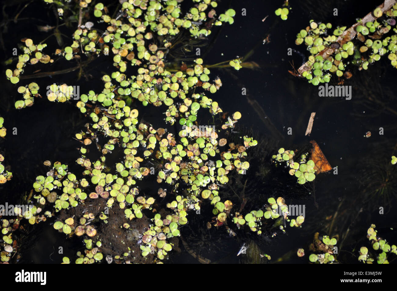 At the Prairie Wetlands Learning Center in Fergus Falls, children ...