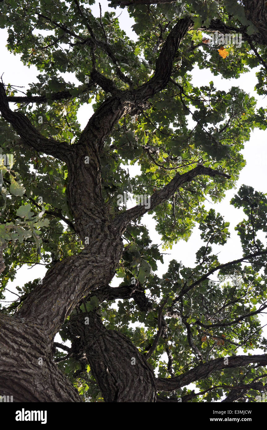 Banding tree hi-res stock photography and images - Alamy