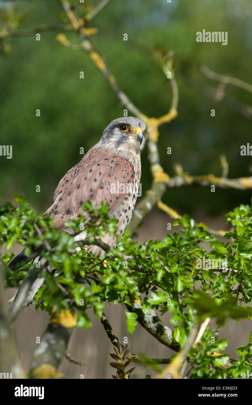 Common British Kestrel Stock Photo - Alamy