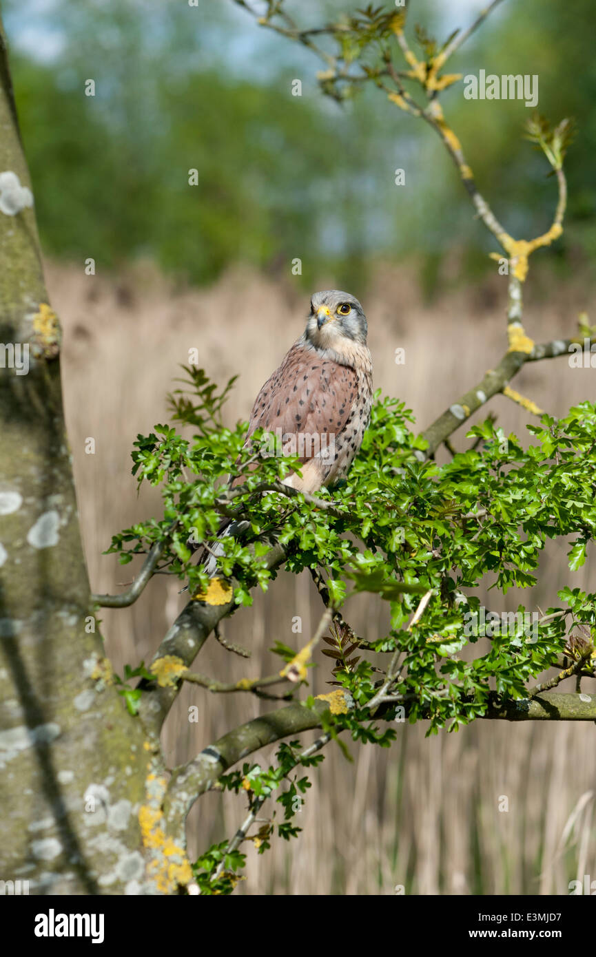 British kestrel hi-res stock photography and images - Alamy