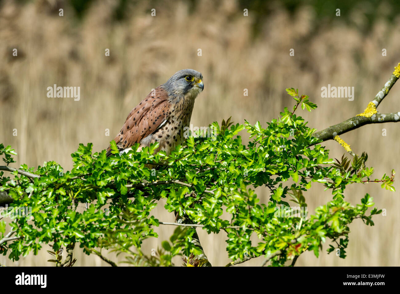 Common British Kestrel Stock Photo - Alamy