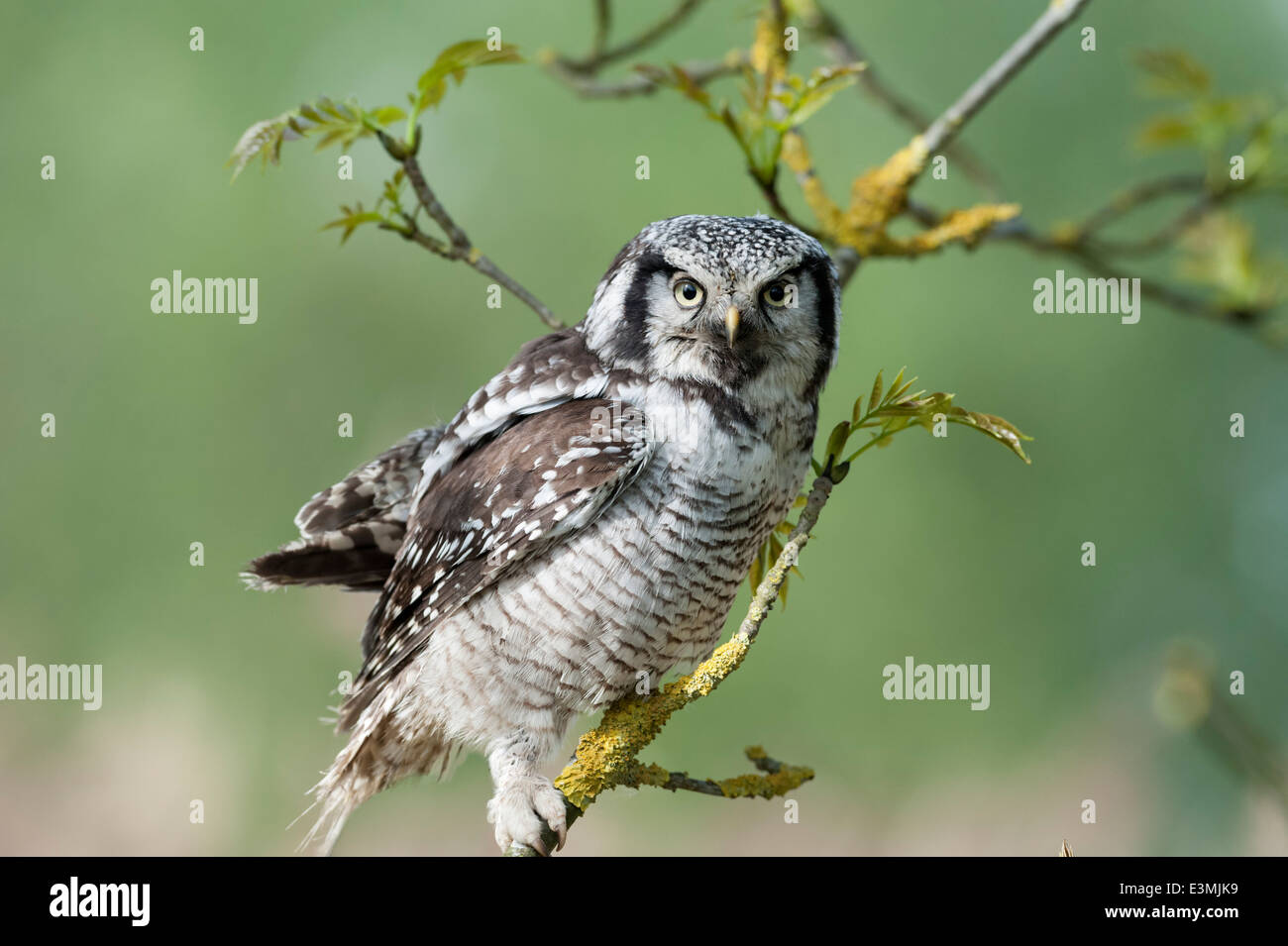 Northern Hawk Owl Stock Photo - Alamy