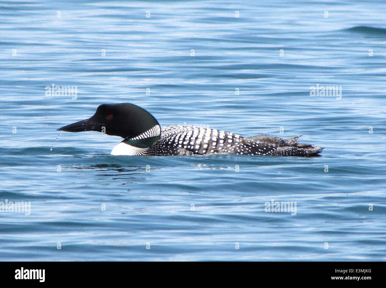 The common loon, a notable bird species in Iowa's Port Louisa Wildlife ...