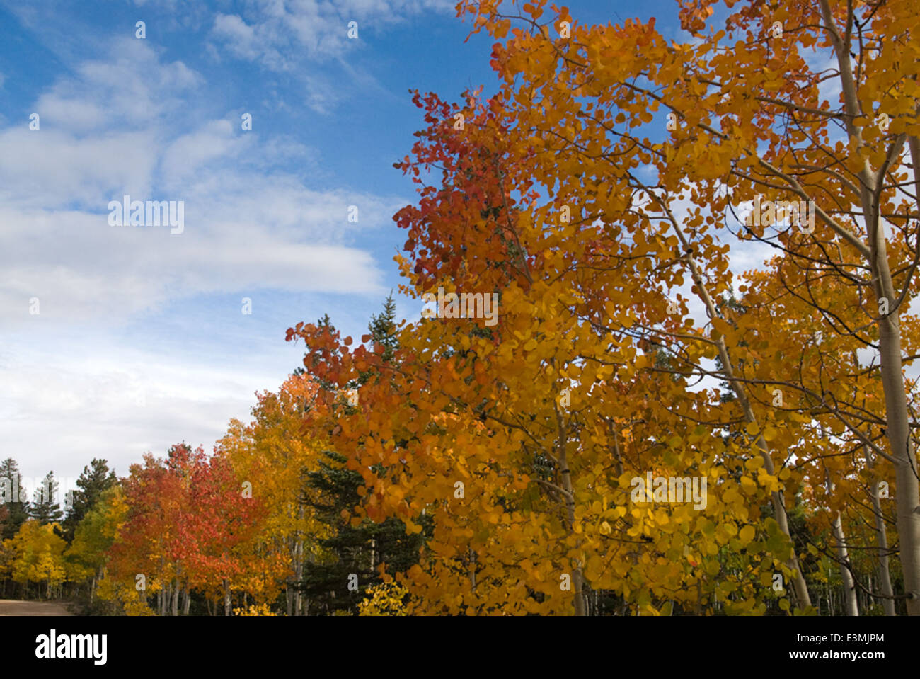 North Kaibab Ranger District in Arizona displays vibrant fall colors ...