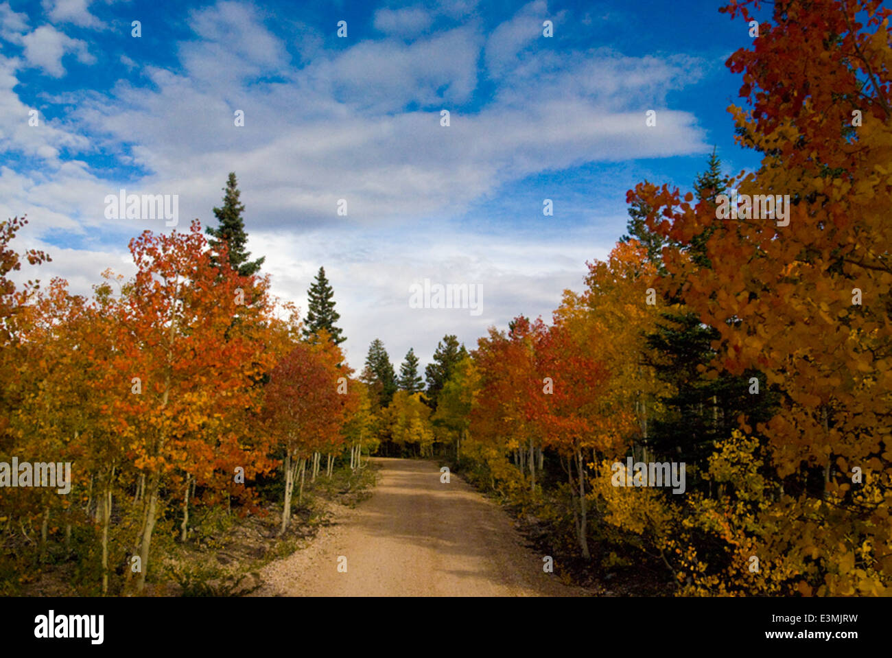 The 2011 fall colors in North Kaibab Ranger District of Kaibab National ...