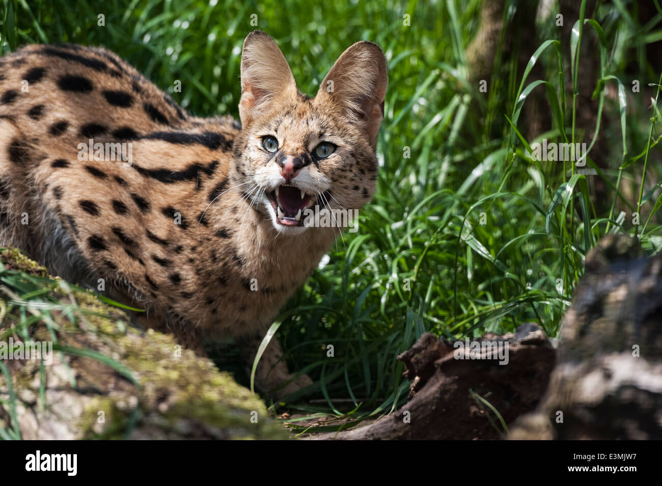 Serval endangered animal hi-res stock photography and images - Alamy