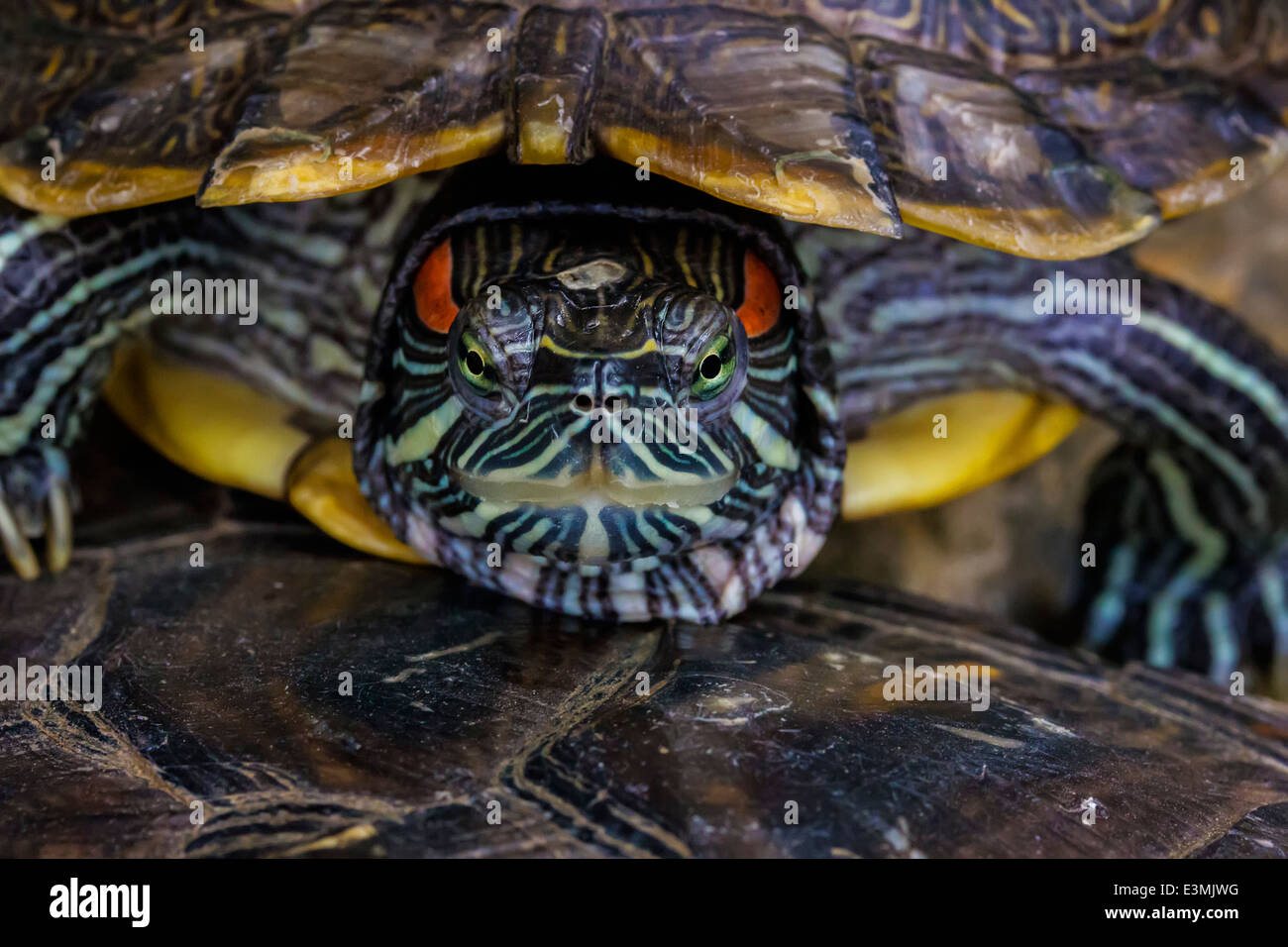 Red Eared Terrapin - Trachemys scripta elegans Stock Photo - Alamy