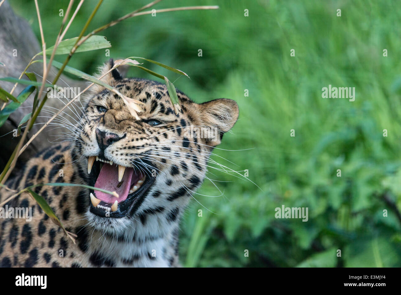 Amur leopard teeth hi-res stock photography and images - Alamy