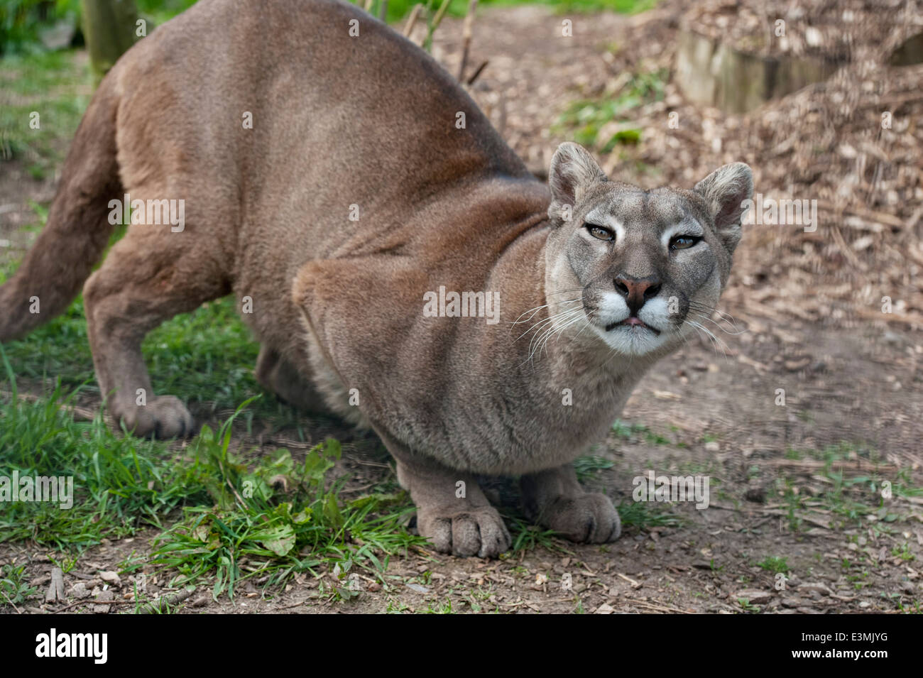 Grey Panther High Resolution Stock Photography and Images - Alamy